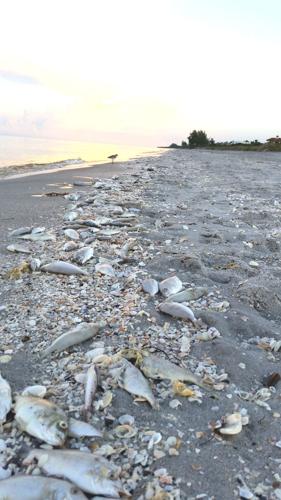 Red tide, fish kills reported on Gulf beaches | News Archives | yoursun.com