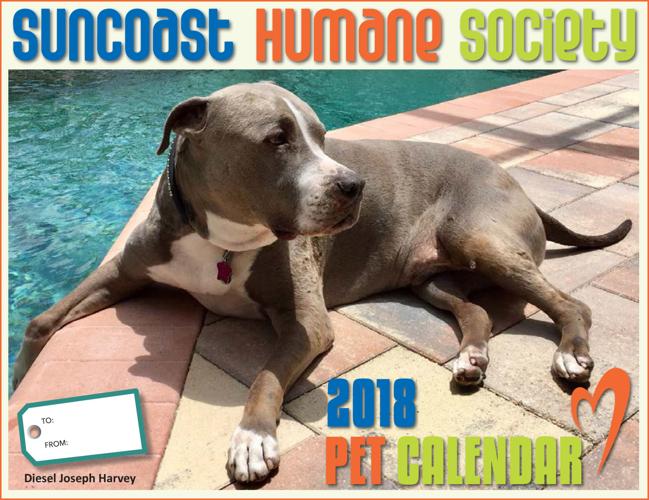 Suncoast Humane Society seeks calendar pets | News Archives | yoursun.com