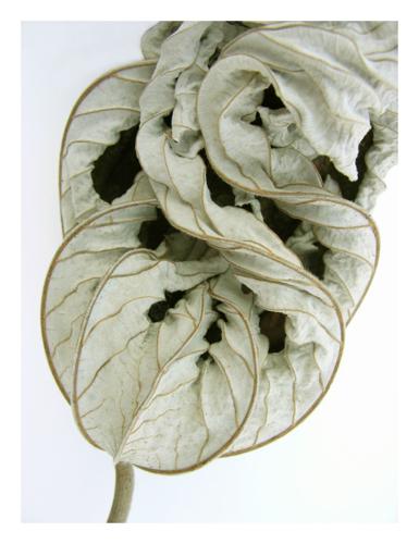 Alliance January exhibit features works by photographer Barbara Hoffman ...