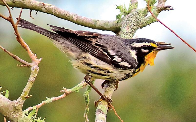 More winter wildlife delights | Waterline | yoursun.com
