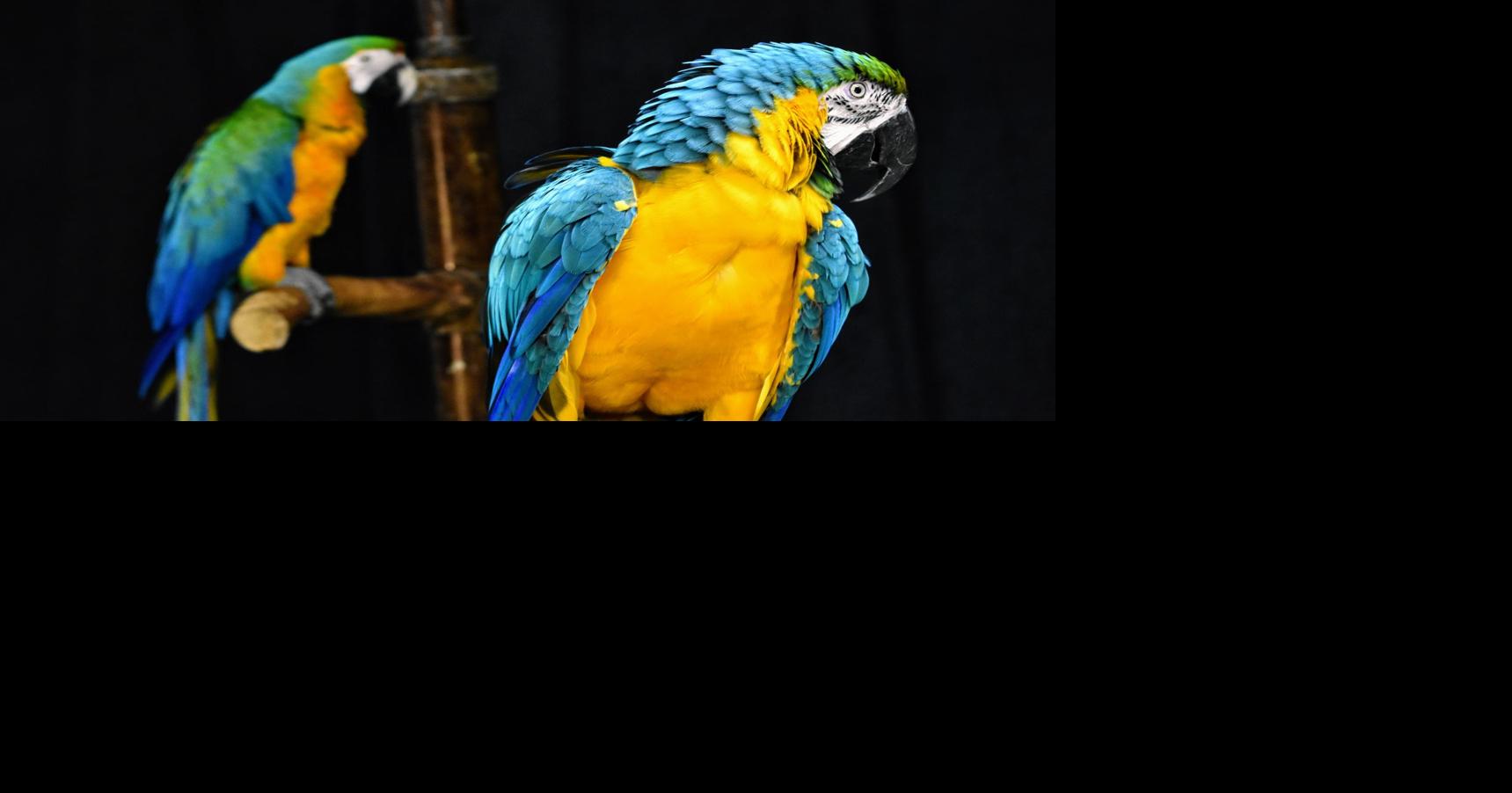 Parrots bring color, talent to Charlotte County Fair | Port Charlotte ...