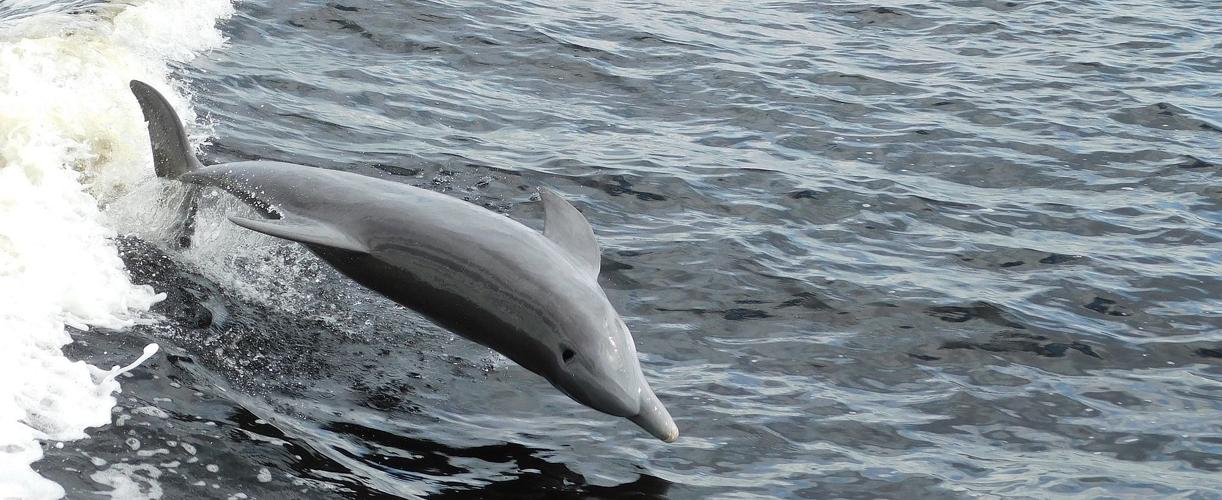 PG Boat Club hosts special training, rehab cruise | Port Charlotte News ...