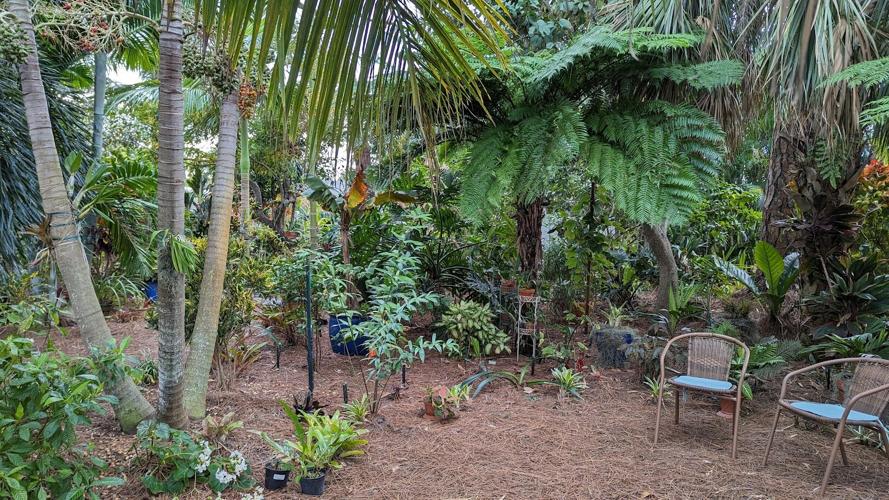 COLUMN: Two Venice Master Gardener Volunteers showcase their yards ...