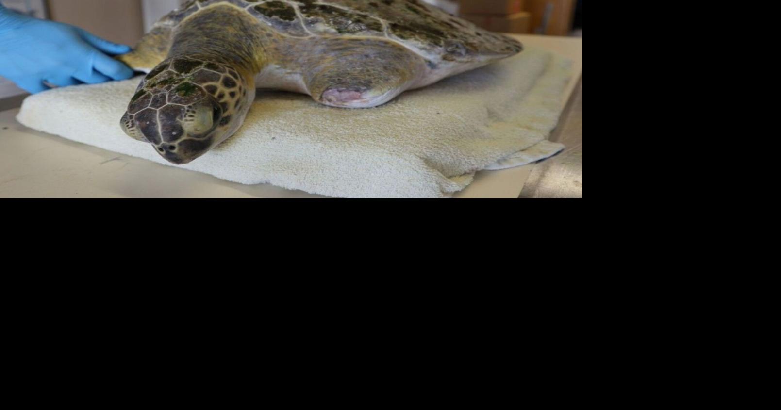 Creating a turtle protection zone | News | yoursun.com