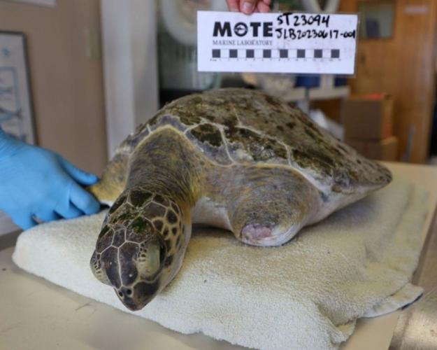 Creating a turtle protection zone | News | yoursun.com