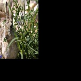 Rabbits running rampant in your backyard? | Newsarchives | yoursun.com