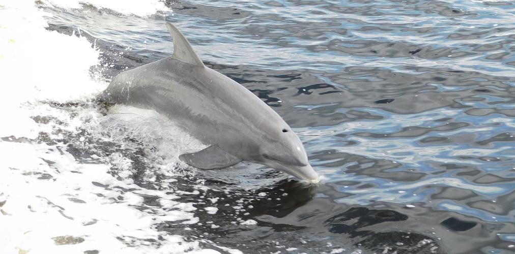 PG Boat Club hosts special training, rehab cruise | Port Charlotte News ...