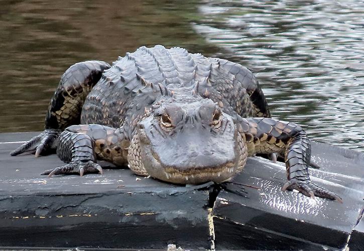 nuisance alligator