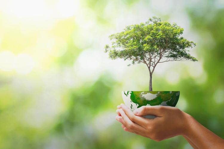 Learn about native trees at the annual Tree Fair | Go! | yoursun.com