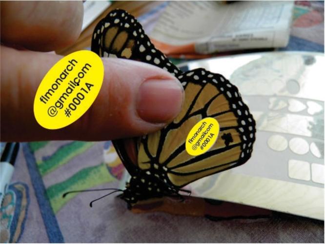 Butterfly tagging effort begins | News Archives | yoursun.com
