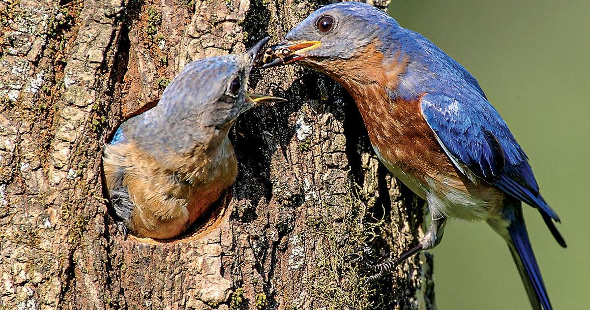 Bluebird or blue jay? | Waterline | yoursun.com