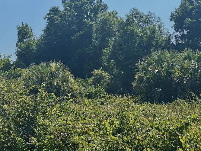 What is a microforest? North Port considers concept to help with local ...