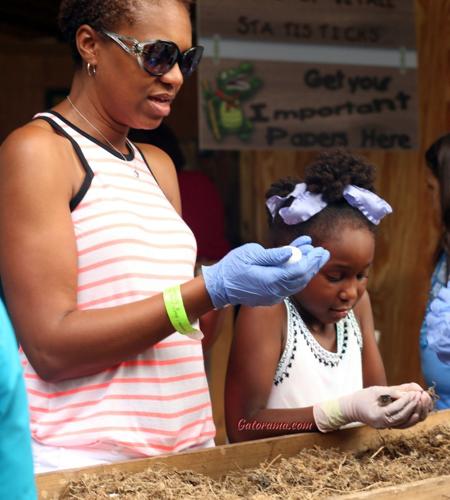 12th annual Alligator Hatching Festival runs Aug. 13-28 at Gatorama ...