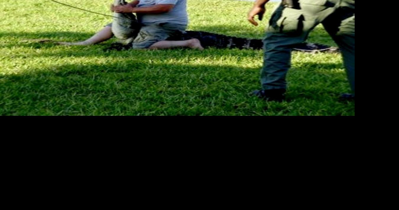Gator attacks man on golf course | Newsarchives | yoursun.com