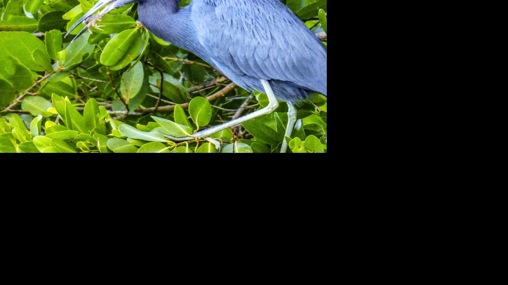 The birds of Lemon Bay Park | Waterline | yoursun.com