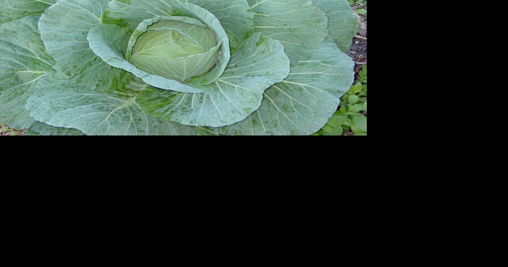 COLUMN: Why plant cabbage? Why not? | Port Charlotte News | yoursun.com