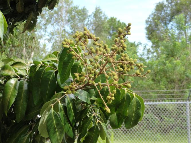 Cousin of the lychee, the longan | News Archives | yoursun.com