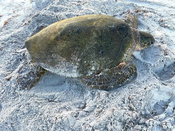 Rare male turtle sighted on Don Pedro beach | Features | yoursun.com