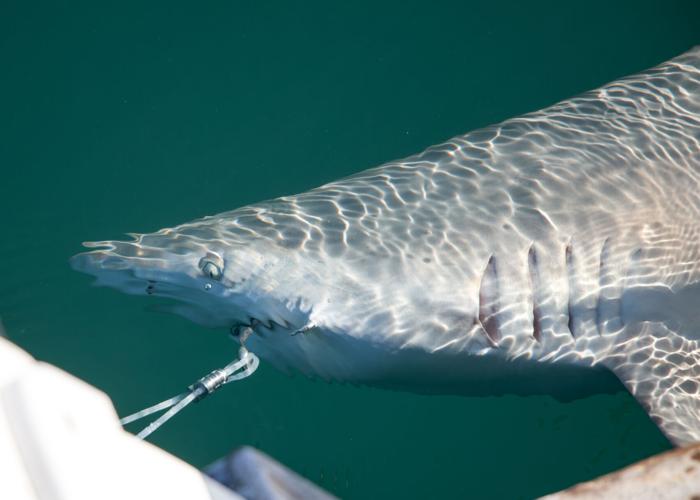 WATERLINE: Fighting shark depredation with a push of a pulse ...