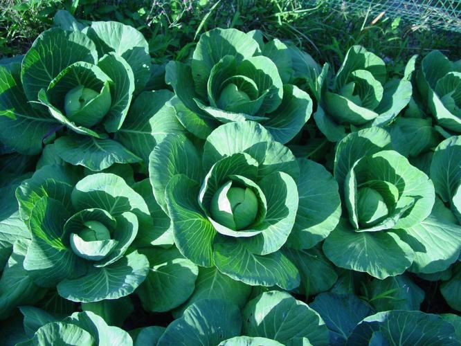 COLUMN: Why plant cabbage? Why not? | Port Charlotte News | yoursun.com