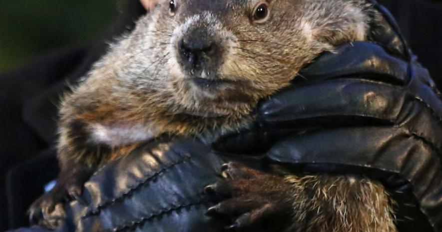 Groundhog Day (It's all about mating season) | Port Charlotte News ...