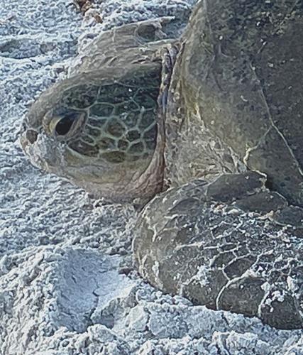 Rare male turtle sighted on Don Pedro beach | Features | yoursun.com