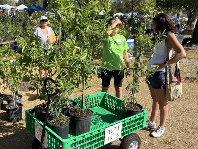People grab trees at the People for Trees fair | News | yoursun.com
