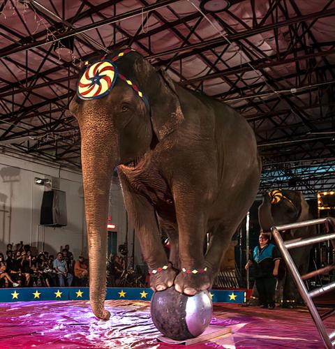 Loomis Bros. Circus comes to town | The Daily Sun | yoursun.com