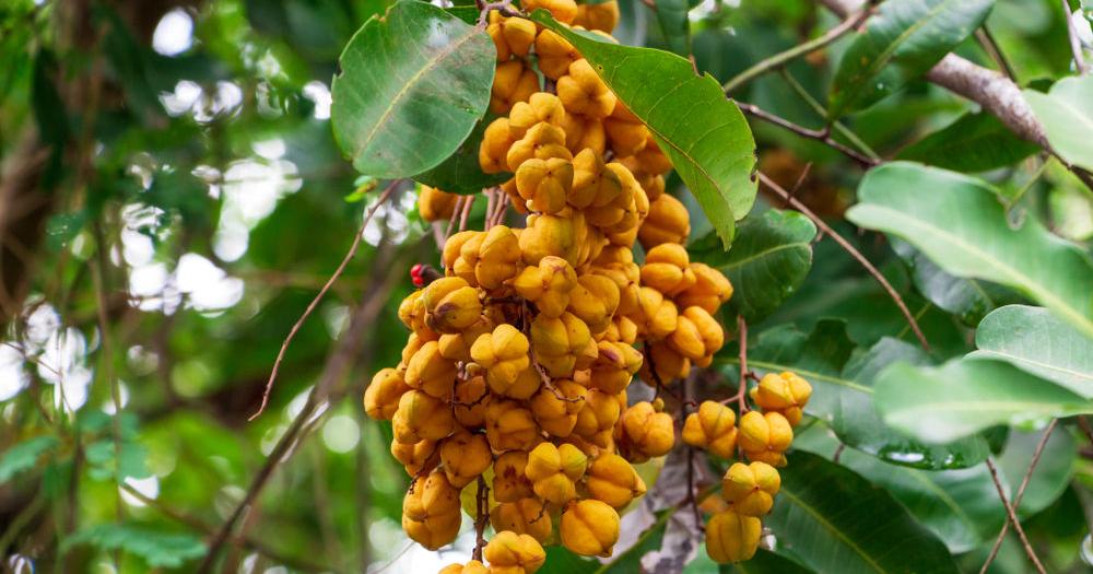 Learning to adjust to changing best practices, landscaping codes ...