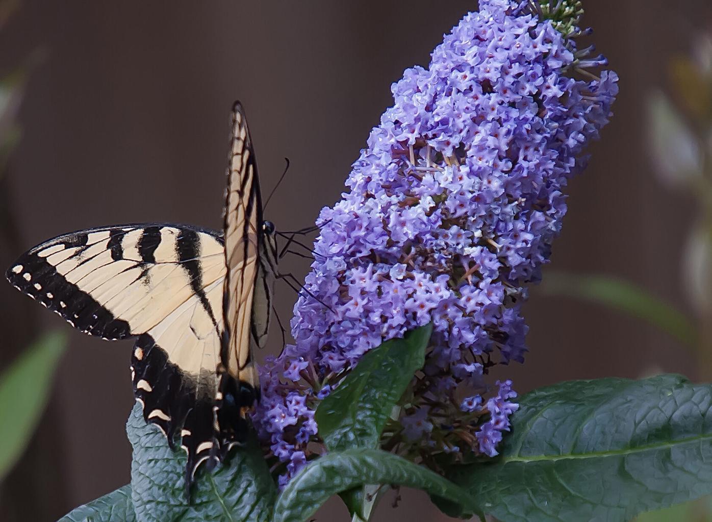 Lo & Behold the Ruby Chip butterfly bush produces nonstop blooms ...