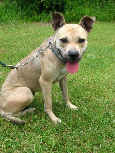 AWL pets of the week | News Archives | yoursun.com