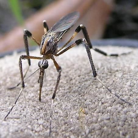 Psorophora ciliata store