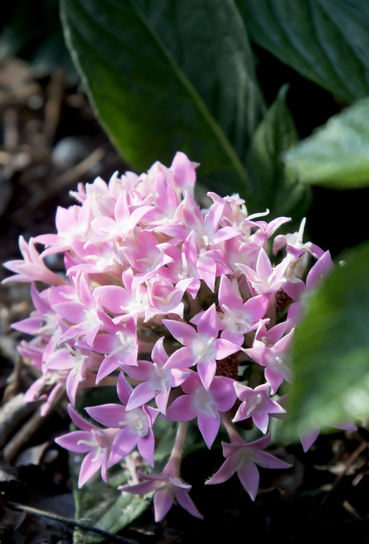 Sunstar pentas 2020 debut timed for pollinators | Daily Break | yoursun.com