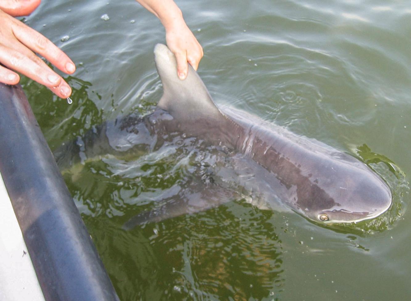 Sharkin' in winter | Waterline | yoursun.com