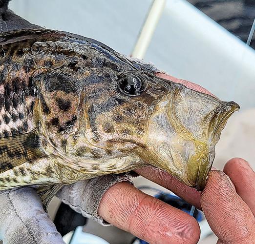 Panfishing in the Florida Everglades | Waterline | yoursun.com