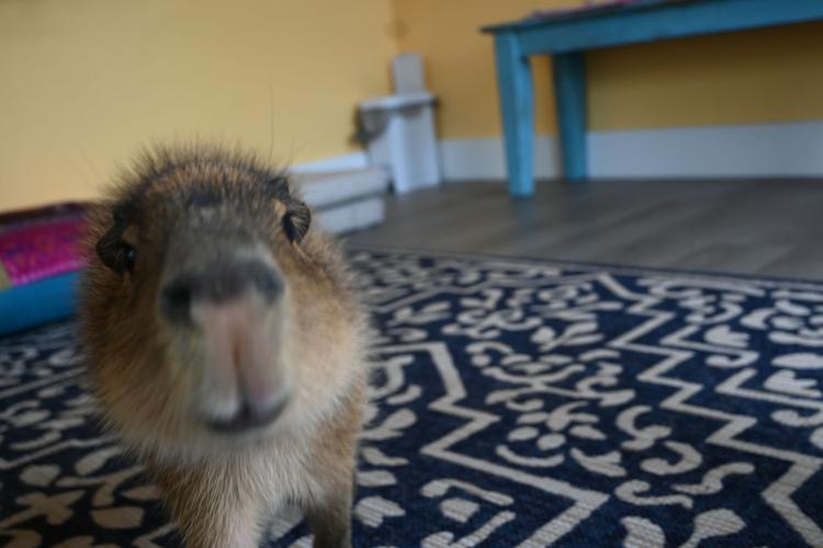 HAPYCAPYLIFE: Humane Society program lets locals play with capybaras ...