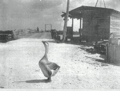 Englewood’s first bridges across Lemon Bay were private | | yoursun.com