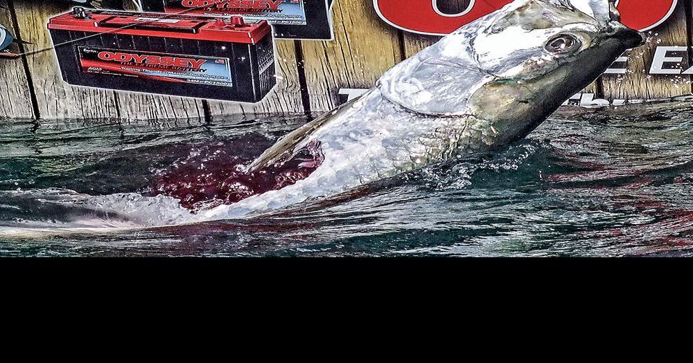 Sharks eat tarpon | Waterline | yoursun.com