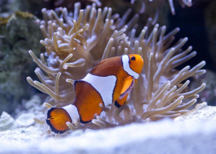 Florida Aquarium offers big excitement | Newsarchives | yoursun.com