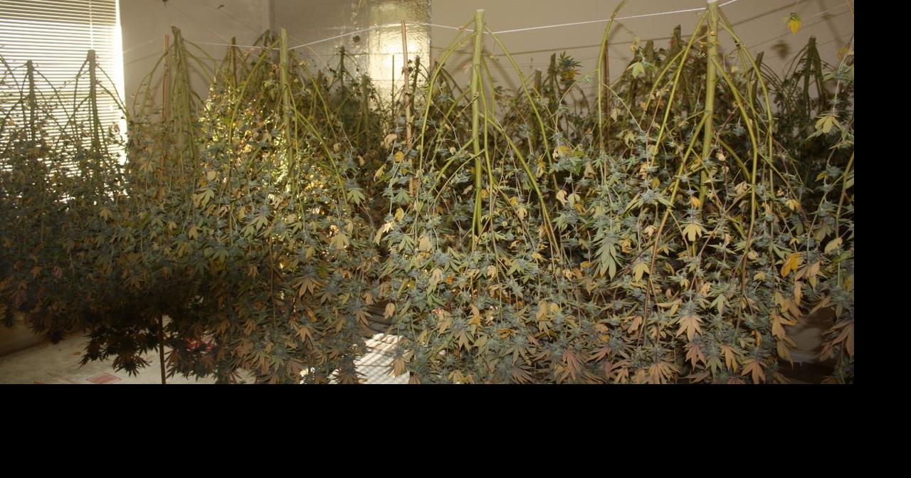 Local man charged in grow house bust | News Archives | yoursun.com