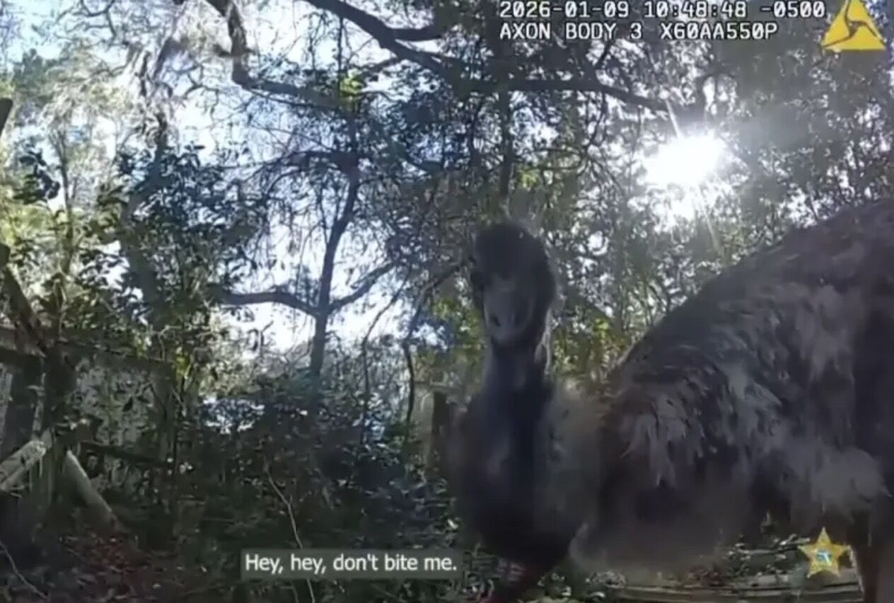 WITH VIDEO: Deputy captures runaway emu 'Don't bite me!' | Breakingnews ...