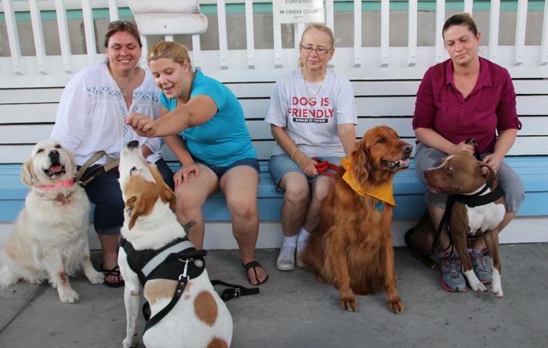 Dogs and owners mingle at Fishermen’s Village | News Archives | yoursun.com