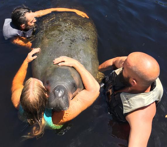 'Bubs' is stable at SeaWorld - Sick manatee in Punta Gorda canal was ...