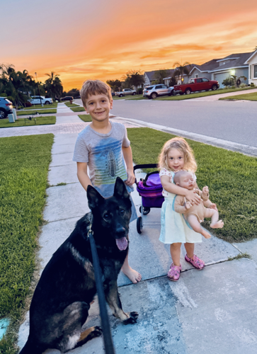 Retired Charlotte County Sheriff’s Office K9 needs financial help with ...