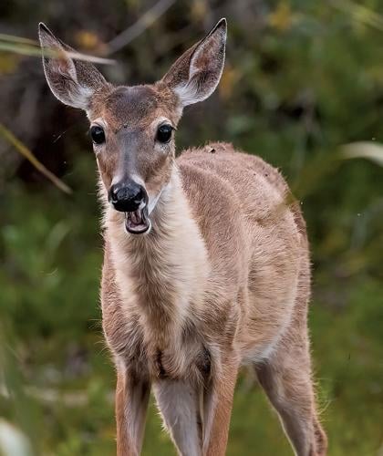 Deer disease monitoring to continue | Port Charlotte News | yoursun.com