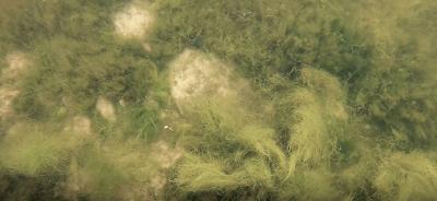 Algae instead of grass | Waterline | yoursun.com