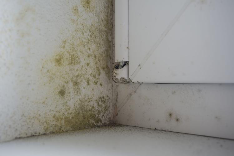 Household Mold Inspection, Detection, and Prevention: What You Need to ...
