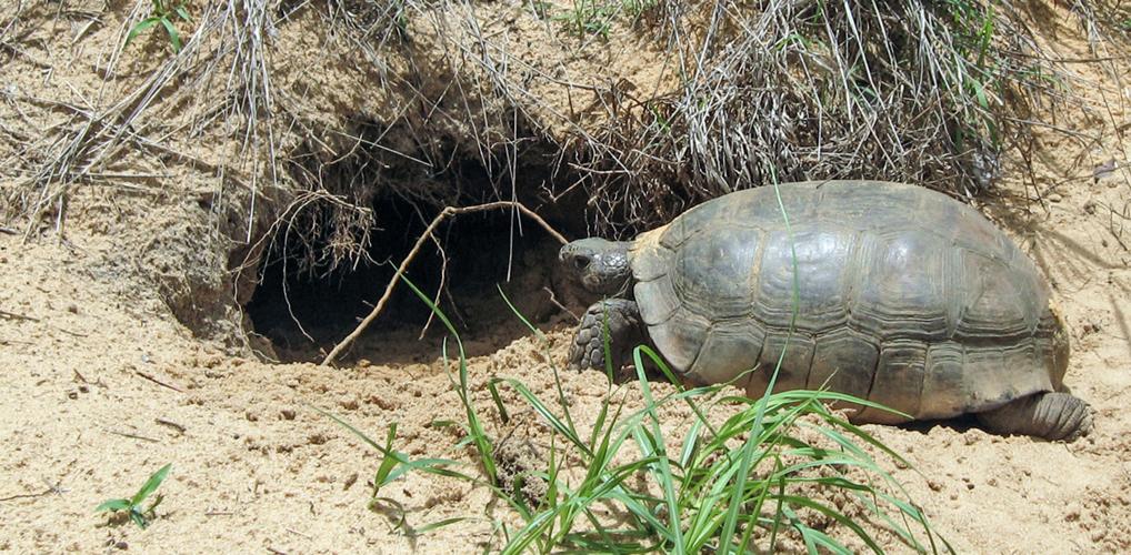 Signs of the times: Group hopes awareness campaign will keep gopher ...