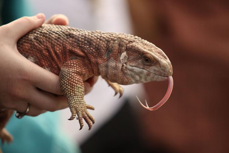 Fascinating reptiles at Eco-Kids Club | News Archives | yoursun.com