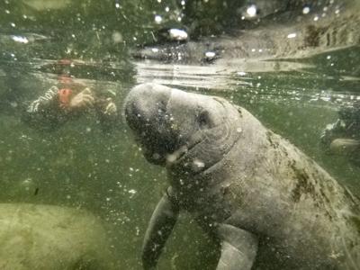 Killer manatee movie will be made in Tampa | Daily Break | yoursun.com
